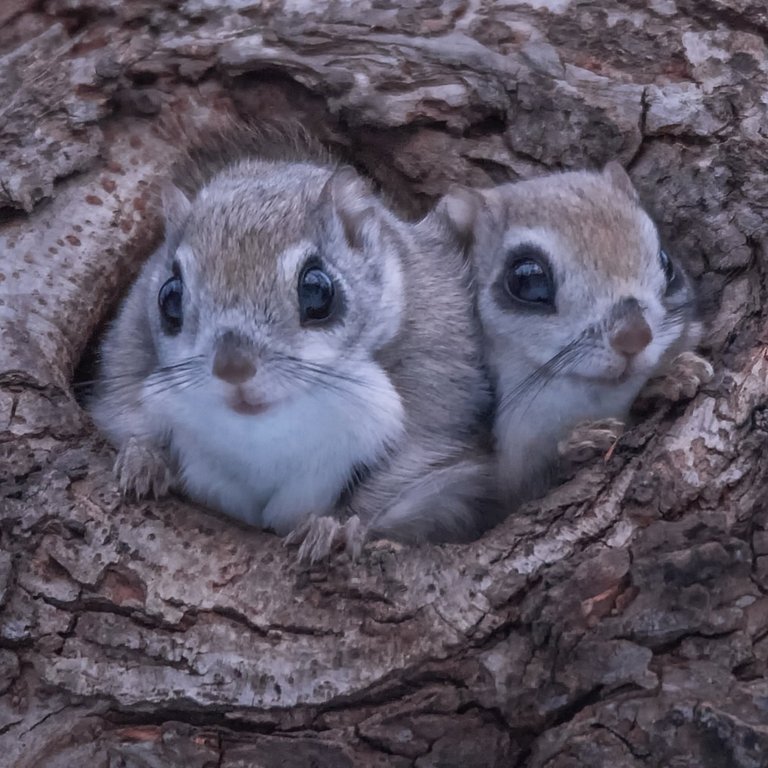Flughörnchen in Estland: Ein Kampf ums Überleben | TTN Blog