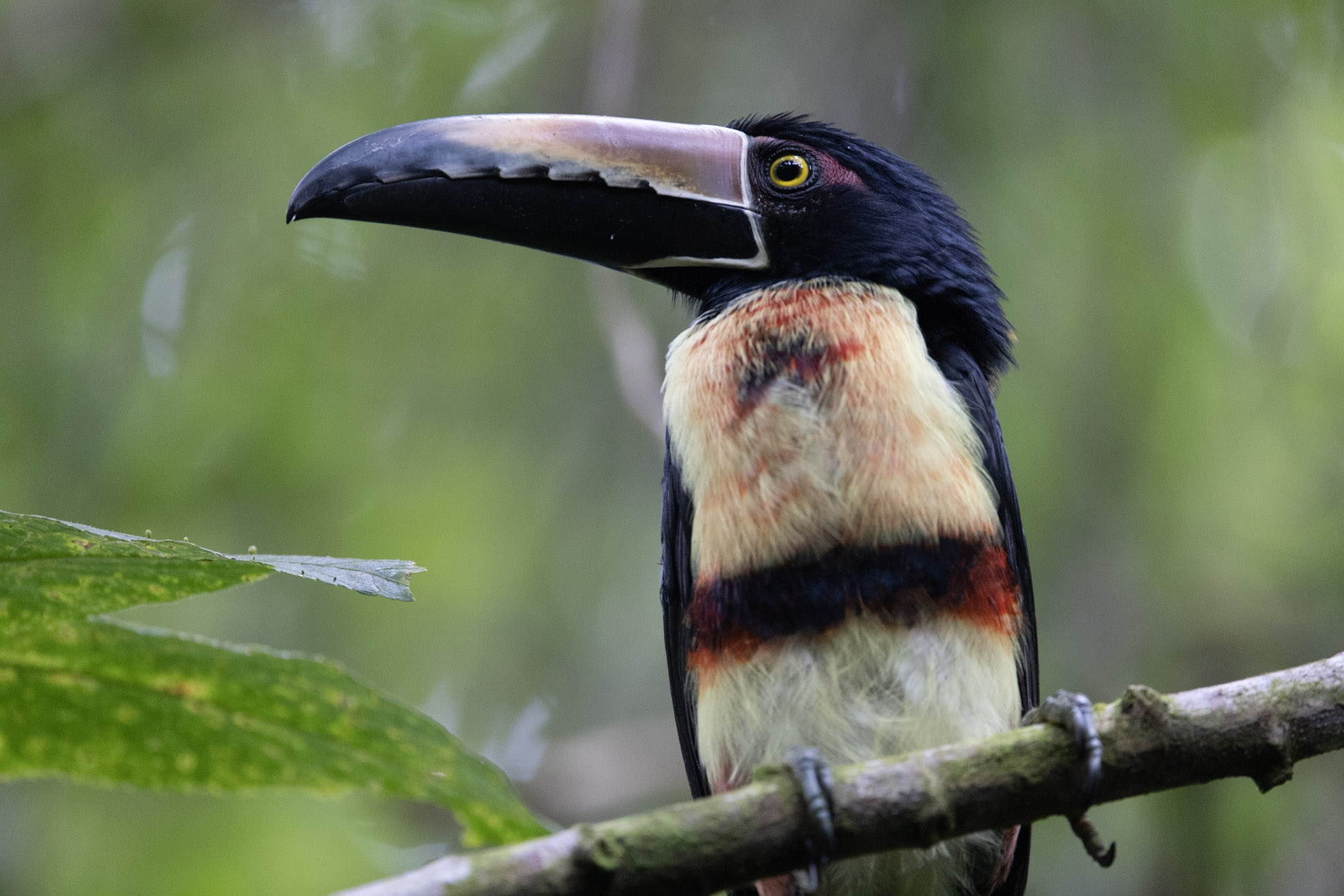 Costa Rica ZEIT Reise