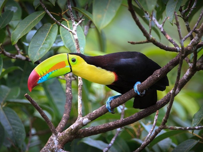 Costa Rica - Welt der Vögel | travel-to-nature Blog