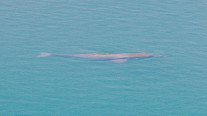 Eine Begegnung mit dem Gangesdelfin| travel-to-nature Blog