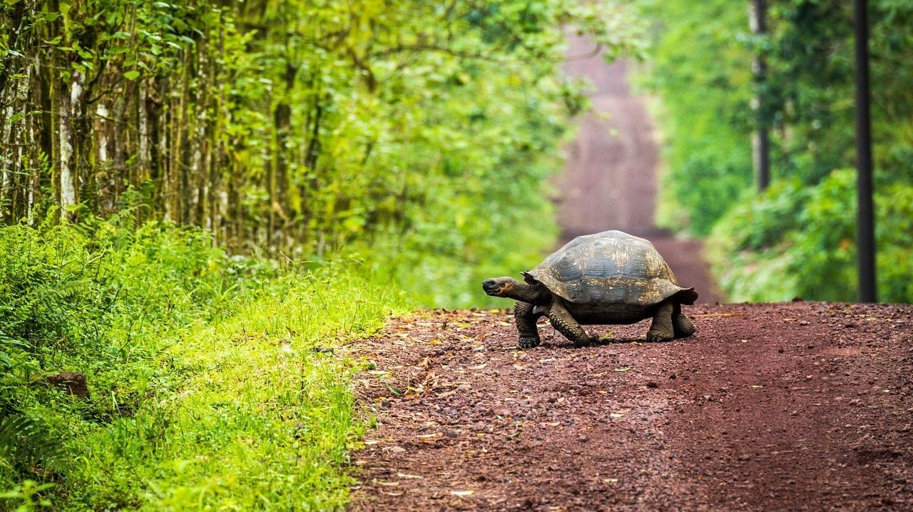 Naturhighlights Galapagos Inseln | travel-to-nature Blog