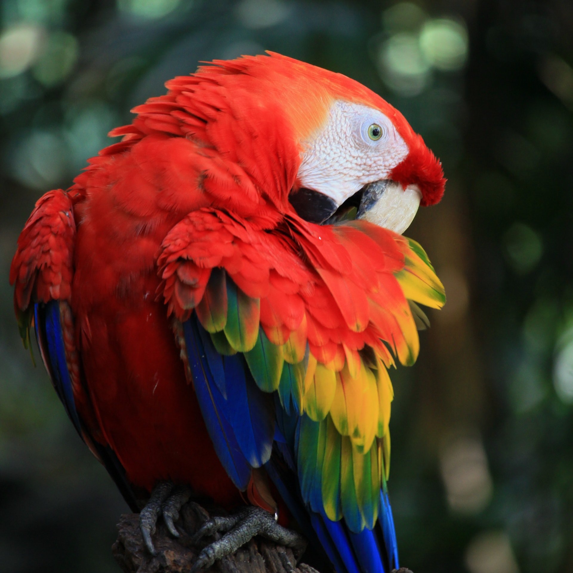 Costa Rica - Welt der Vögel | travel-to-nature Blog